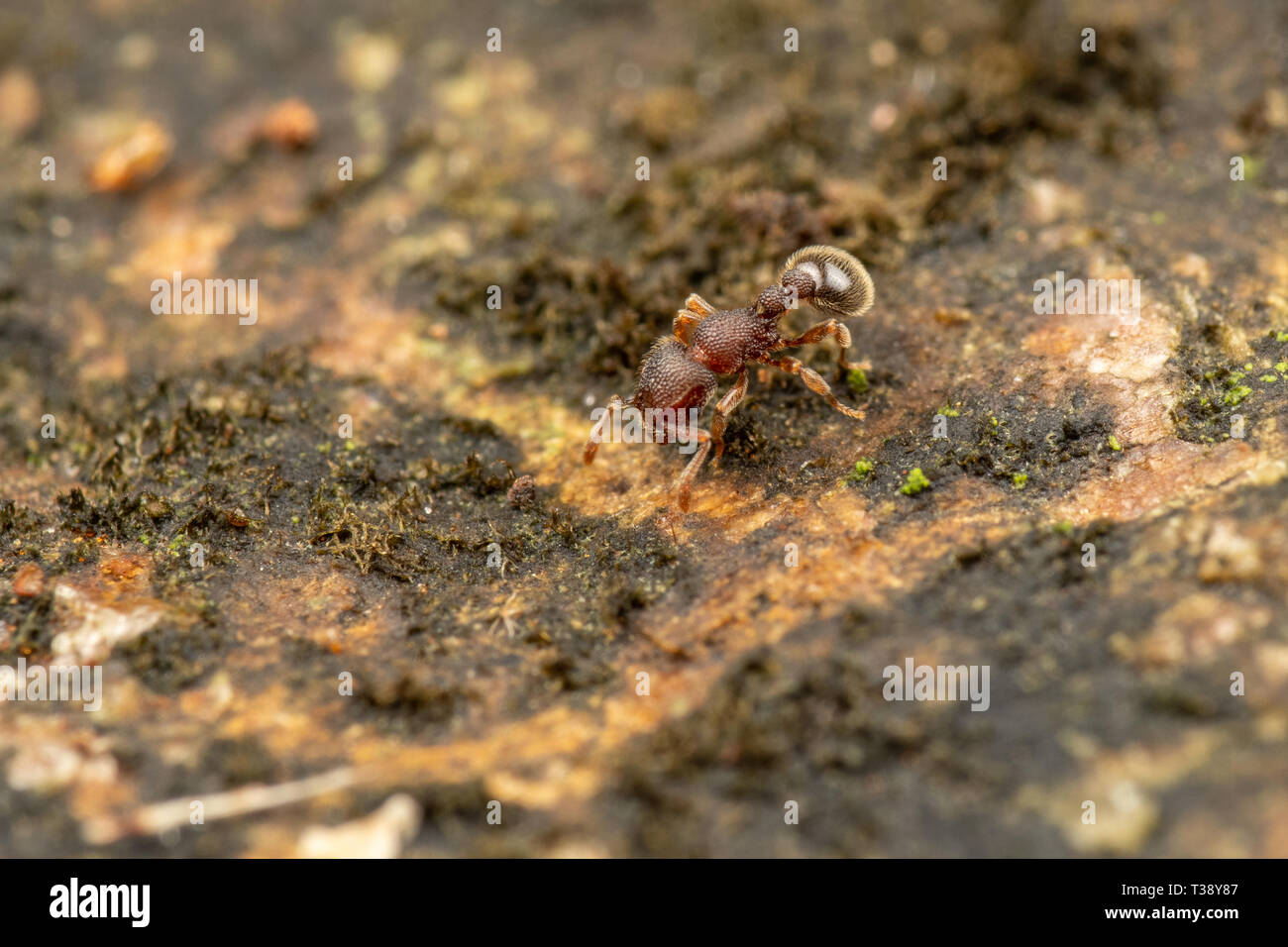 Tetramorium lanuginosum, woolly ants, a common tropical invasive ant ...