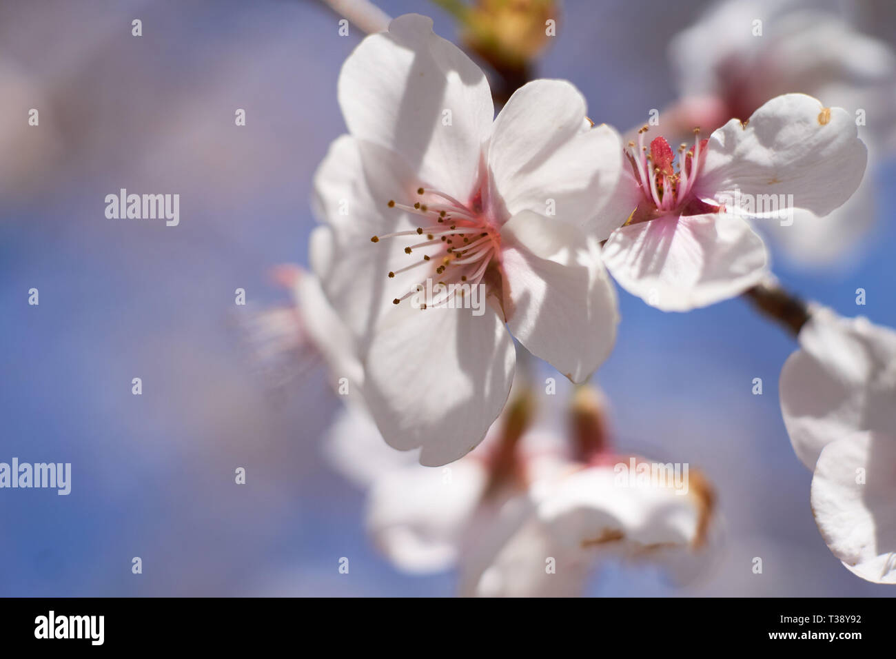 Close up of sakura (Japanese cherry blossoms) on a spring day in Japan ...