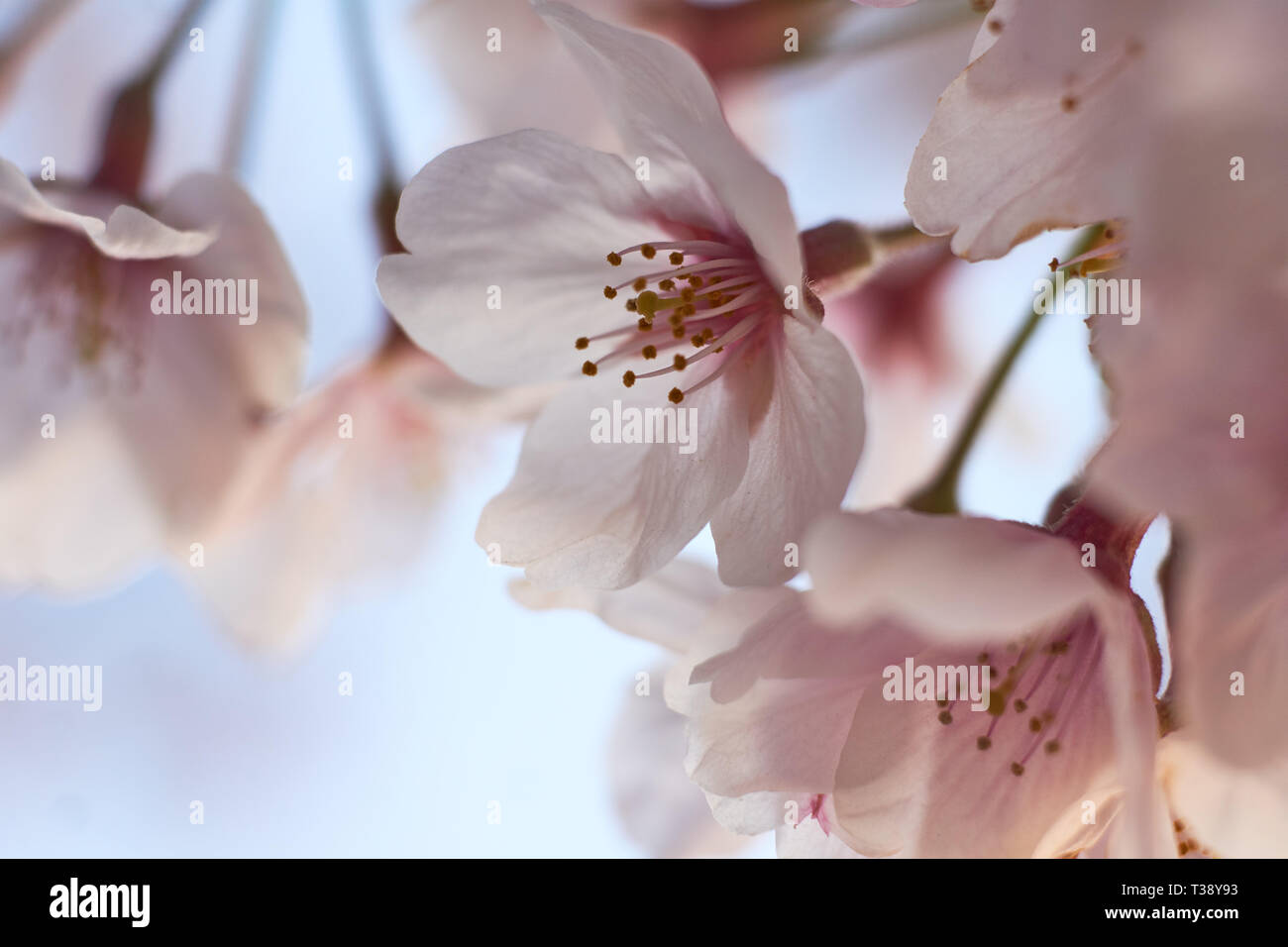 Close up of sakura (Japanese cherry blossoms) on a spring day in Japan ...