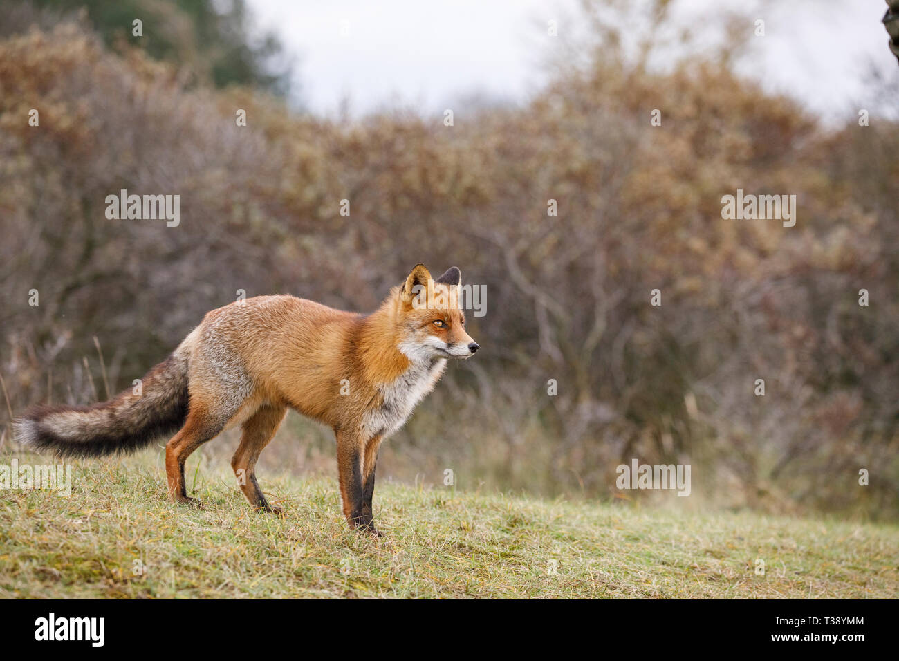 Euraion red fox (Vulpes Vulpes). portrait. Zandvoort. Netherlands ...