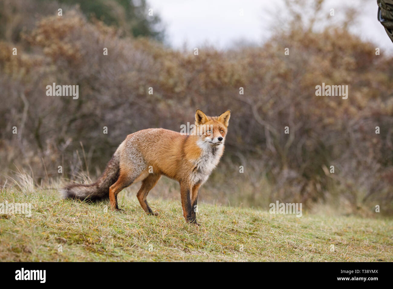 Euraion red fox (Vulpes Vulpes). portrait. Zandvoort. Netherlands ...