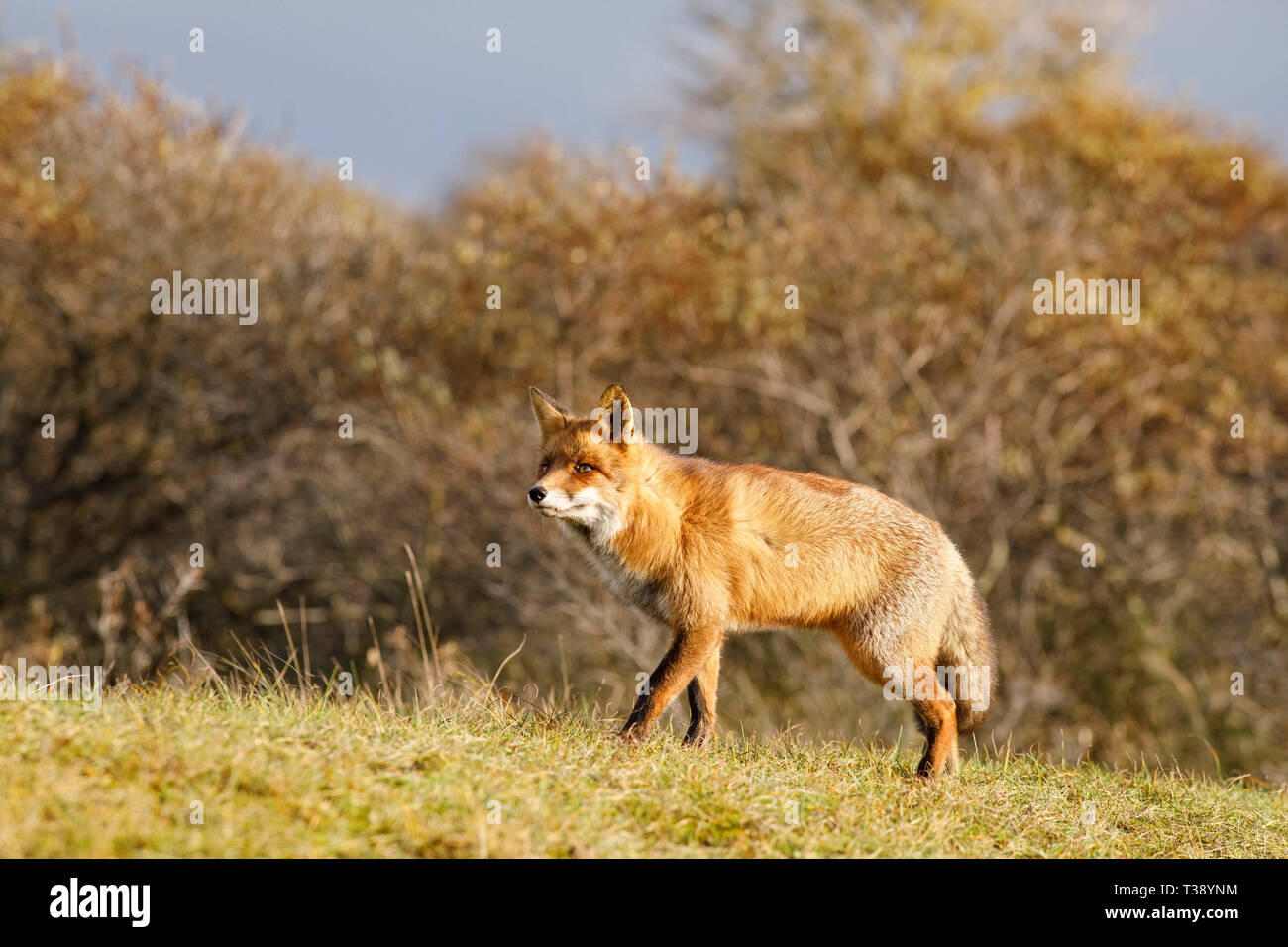 Foxes in nature hi-res stock photography and images - Alamy