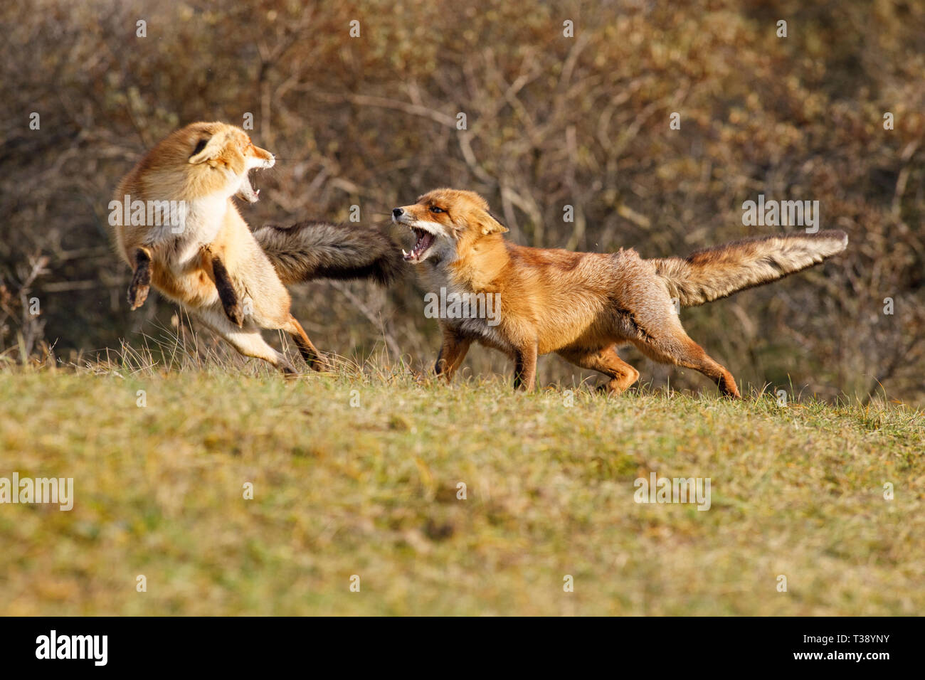 Red foxes (Vulpes Vulpes) fighting. Zandvoort. Netherlands. Europe ...
