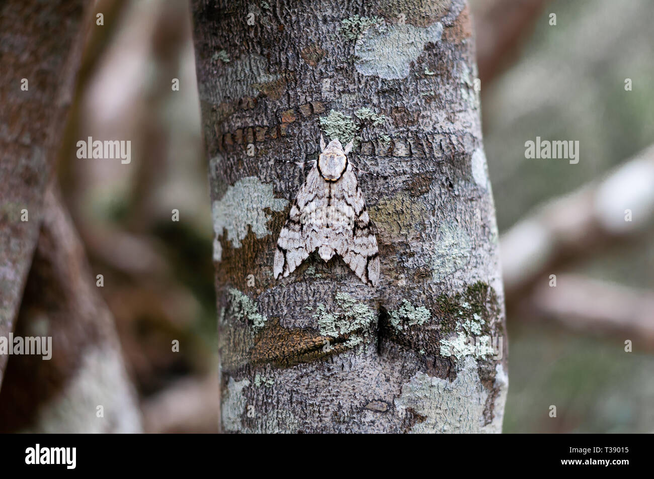 Moth camouflage tree hi-res stock photography and images - Alamy