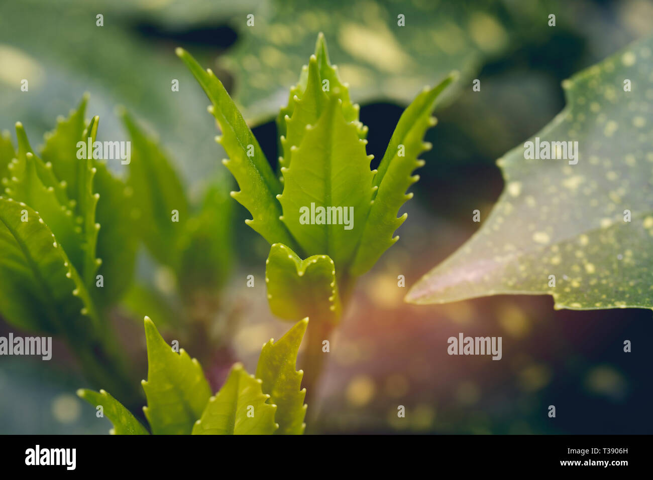 Day neutral plant hi-res stock photography and images - Alamy