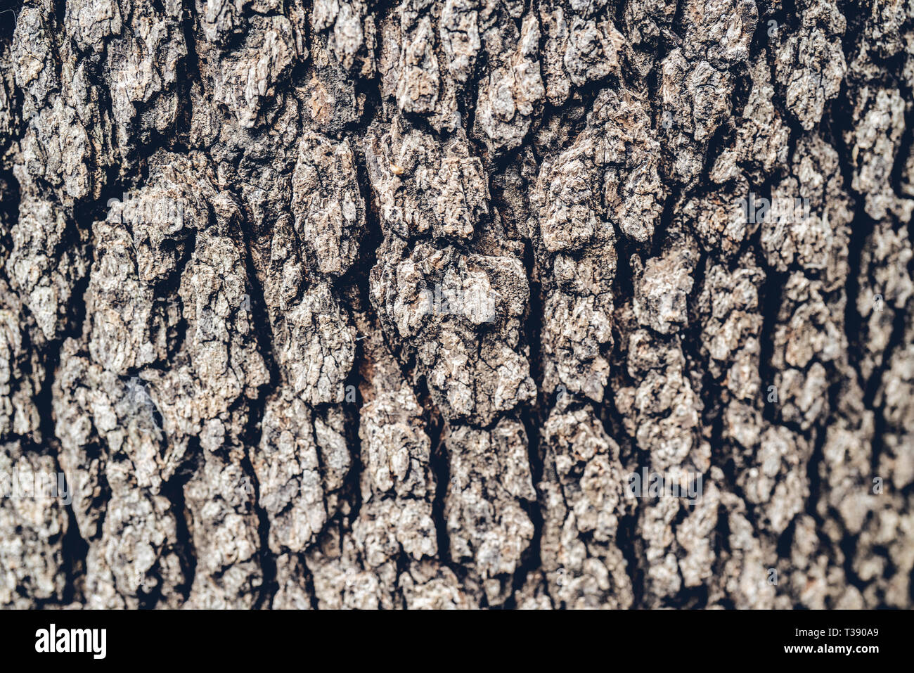 Tree bark texture close up macro. A background wooden with Imitation of ...