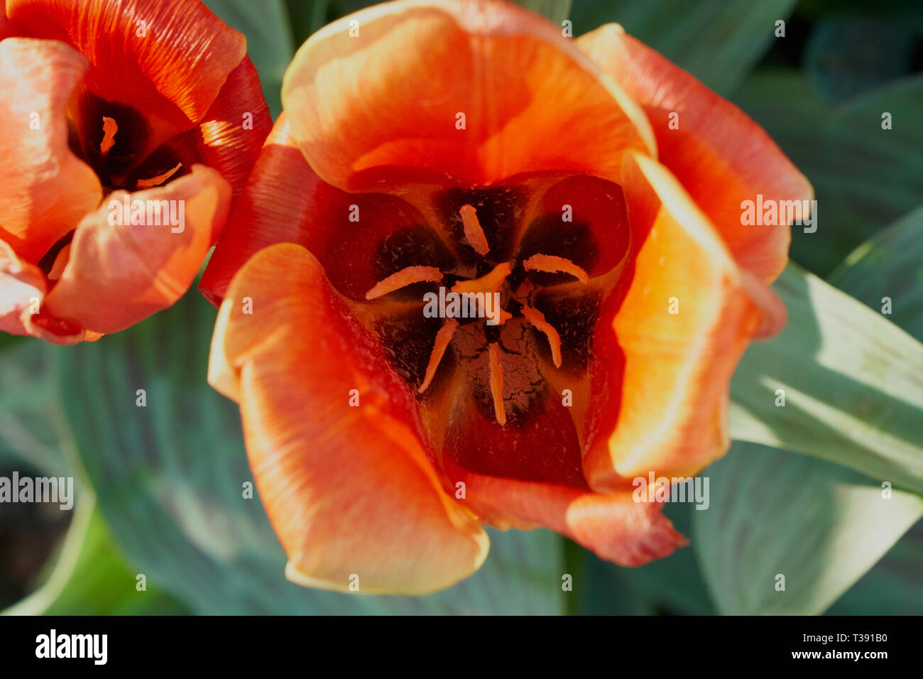 View of inside of tulip hi-res stock photography and images - Alamy
