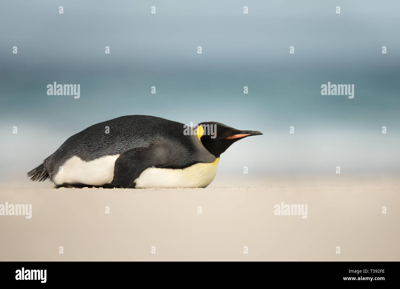 Sleeping penguins hi-res stock photography and images - Alamy