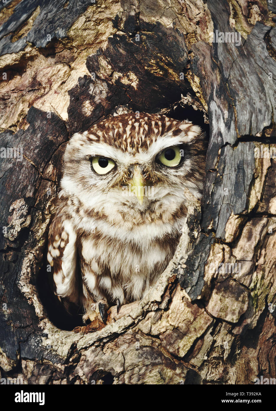 Little owl uk tree hi-res stock photography and images - Alamy