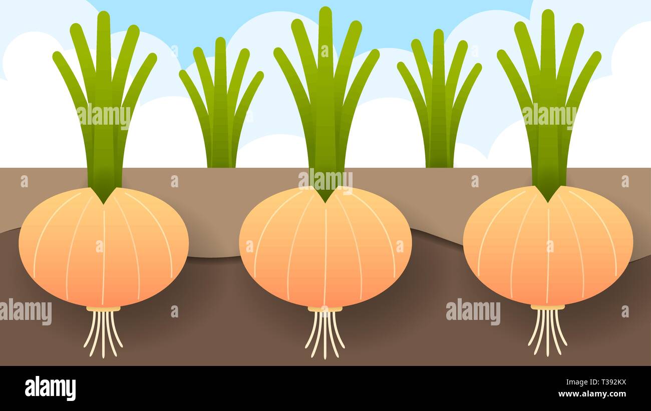 Onions in the garden organic food for you. Vector illustration Stock ...
