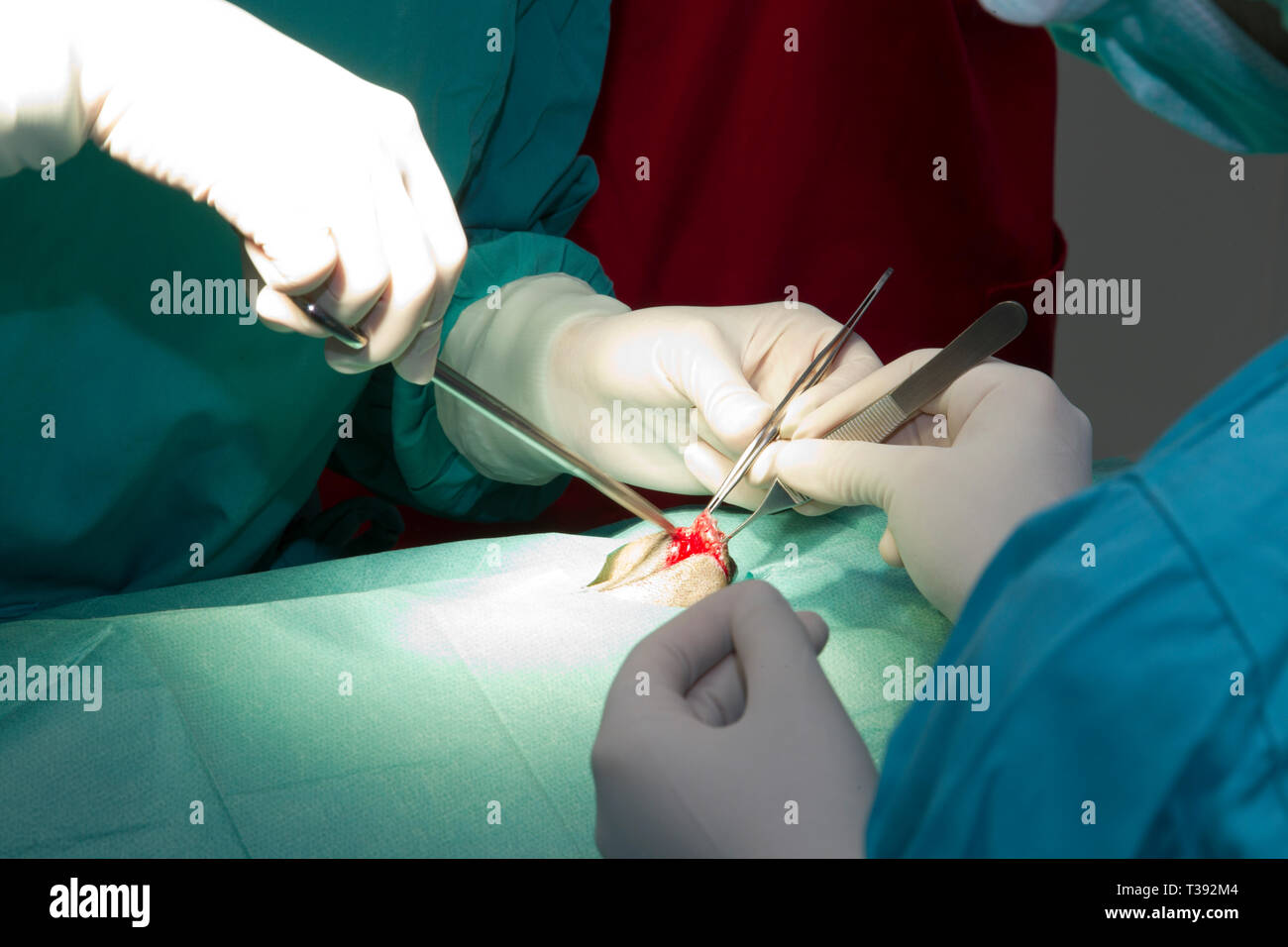 Invasive interventions hi-res stock photography and images - Alamy