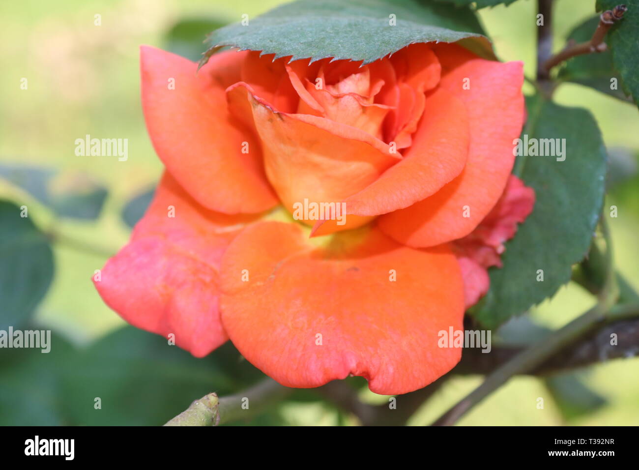 Pink color rose flower Stock Photo - Alamy