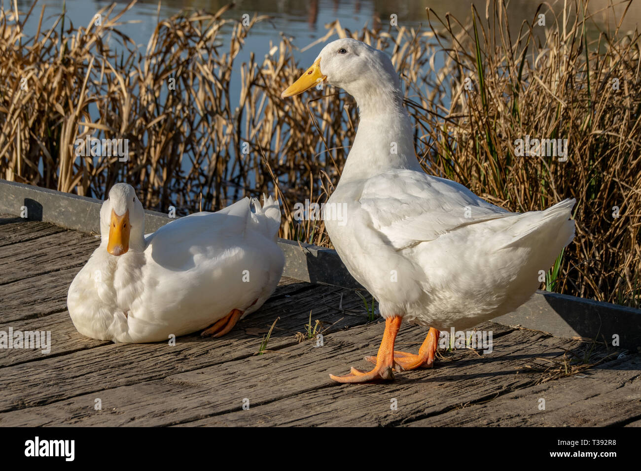 male and female white heavy ducks - American Pekin also known as the ...