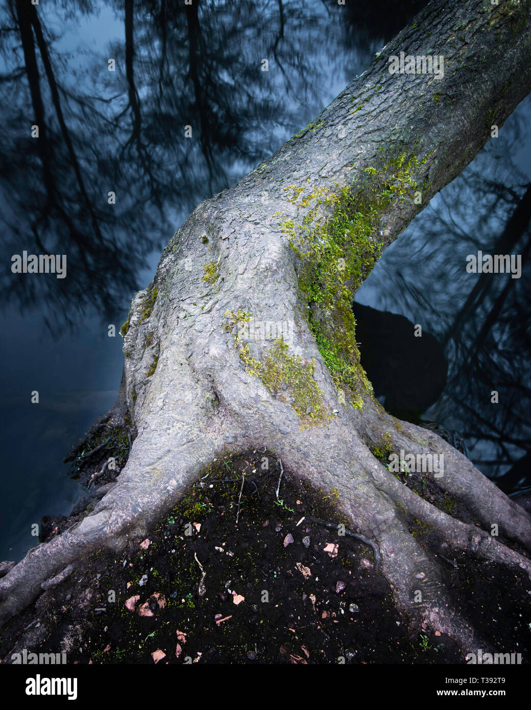 Tree roots soil water nature hi-res stock photography and images - Alamy