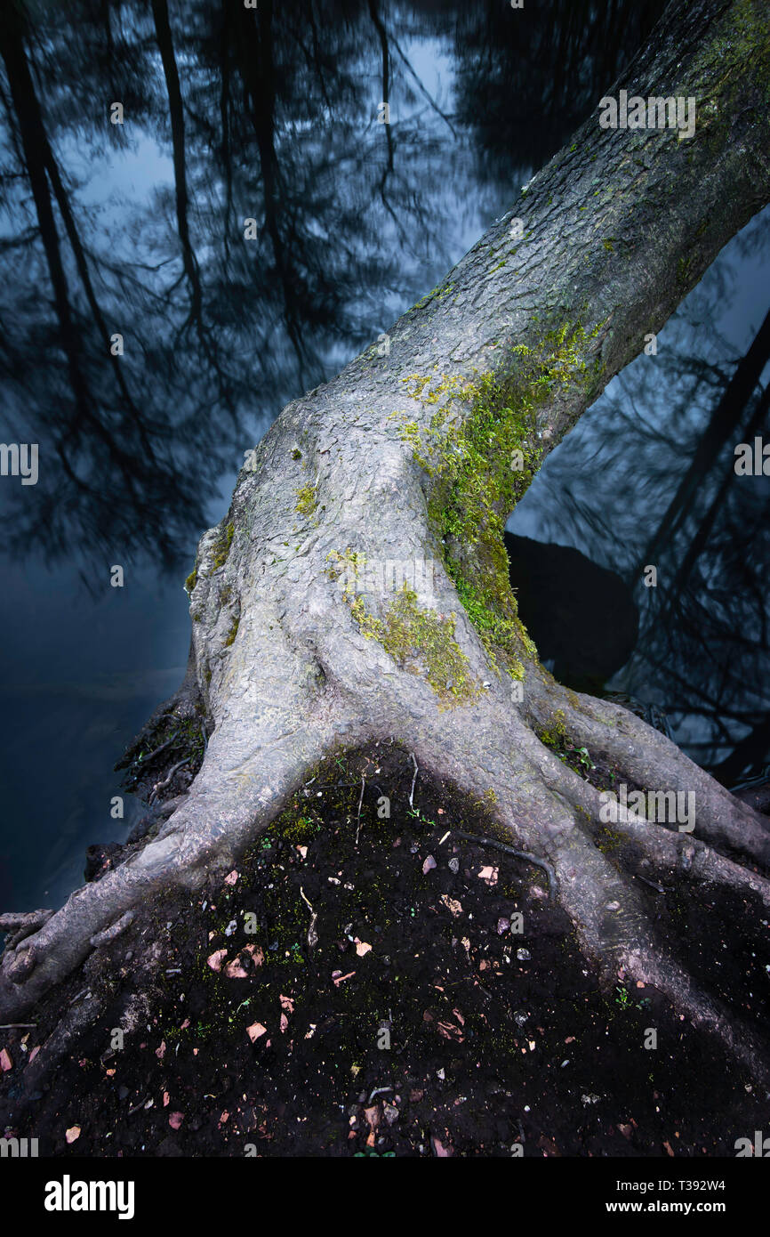 Bendy tree with exposed roots covered with moss growing on lakeshore ...