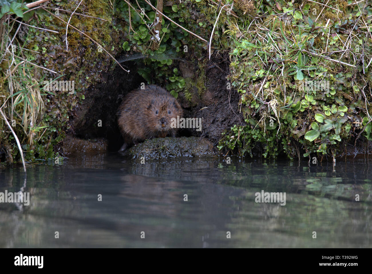 British water rat hi-res stock photography and images - Alamy