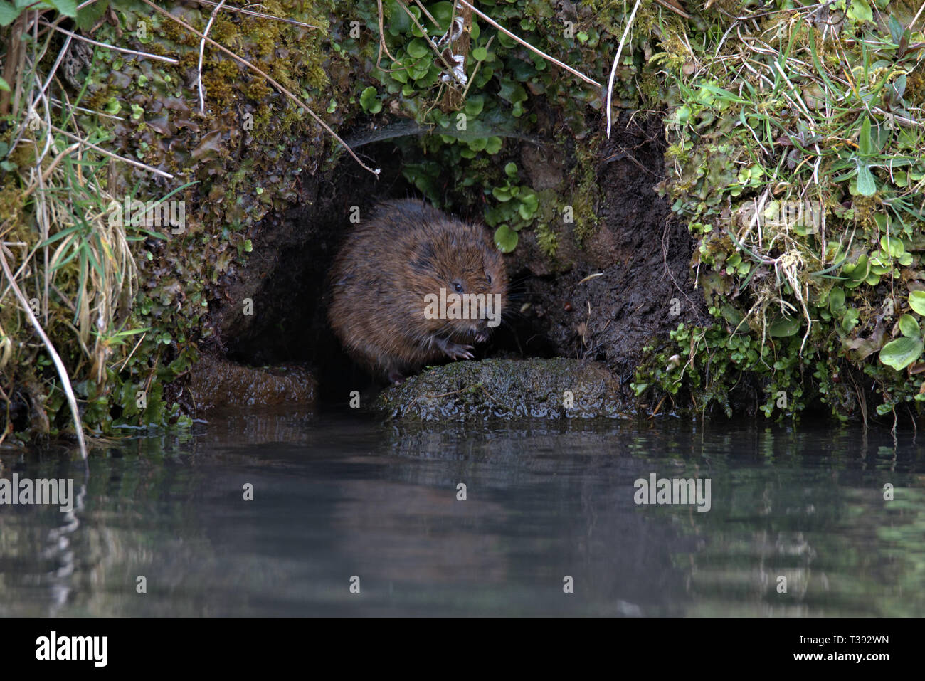 British water rat hi-res stock photography and images - Alamy