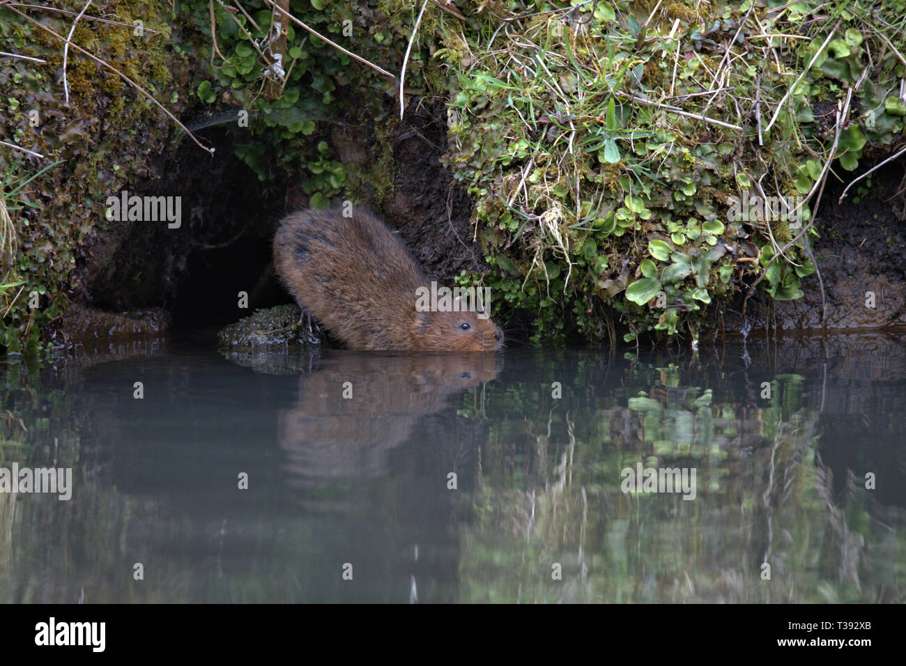 British water rat hi-res stock photography and images - Alamy