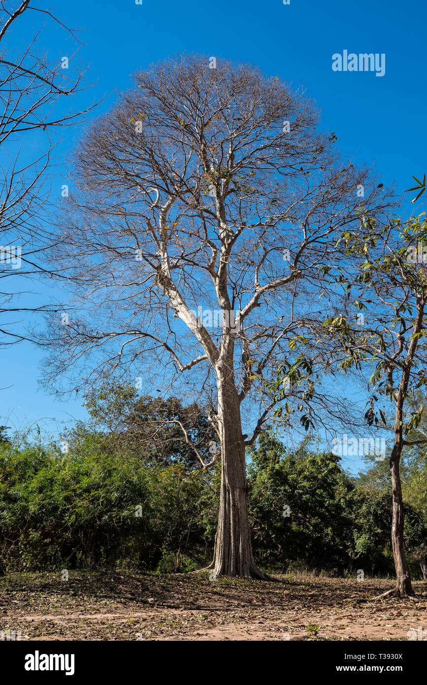 Big tree at Somphamit Waterfalls at Don Khone island in Laos Stock ...