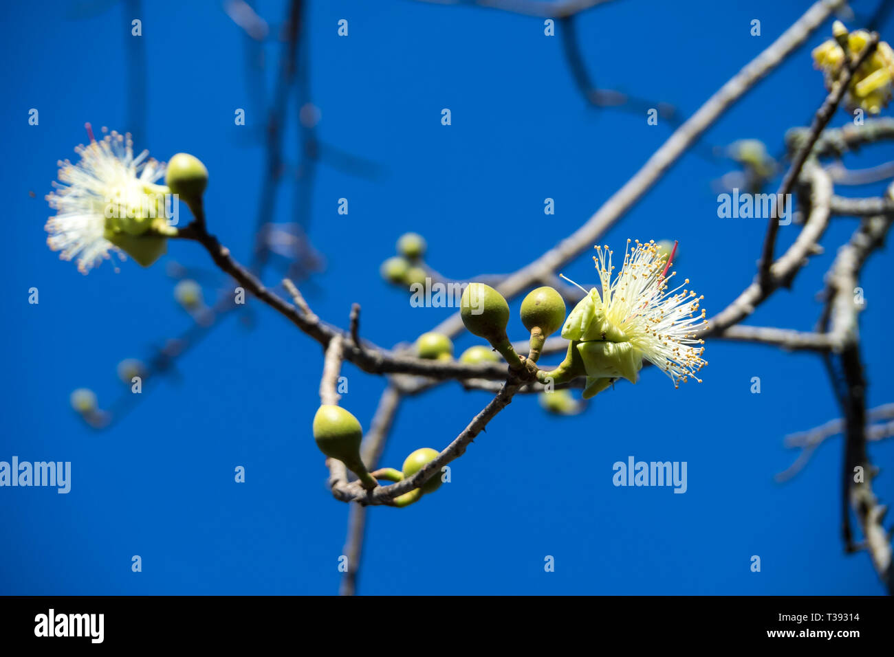 Big tree at Somphamit Waterfalls at Don Khone island in Laos Stock ...