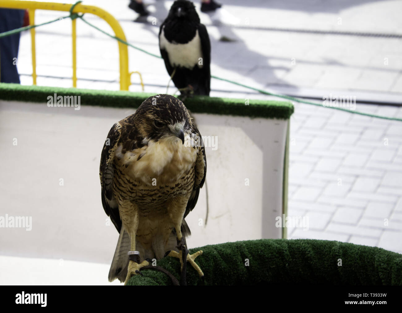 Golden eagle in falconry, captive animals, birds Stock Photo - Alamy