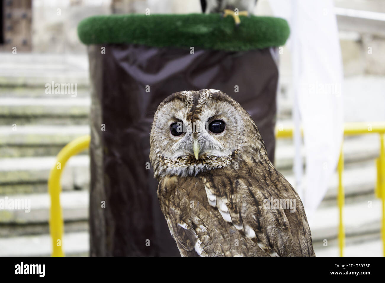 Wild trained owl, detail of large bird Stock Photo - Alamy