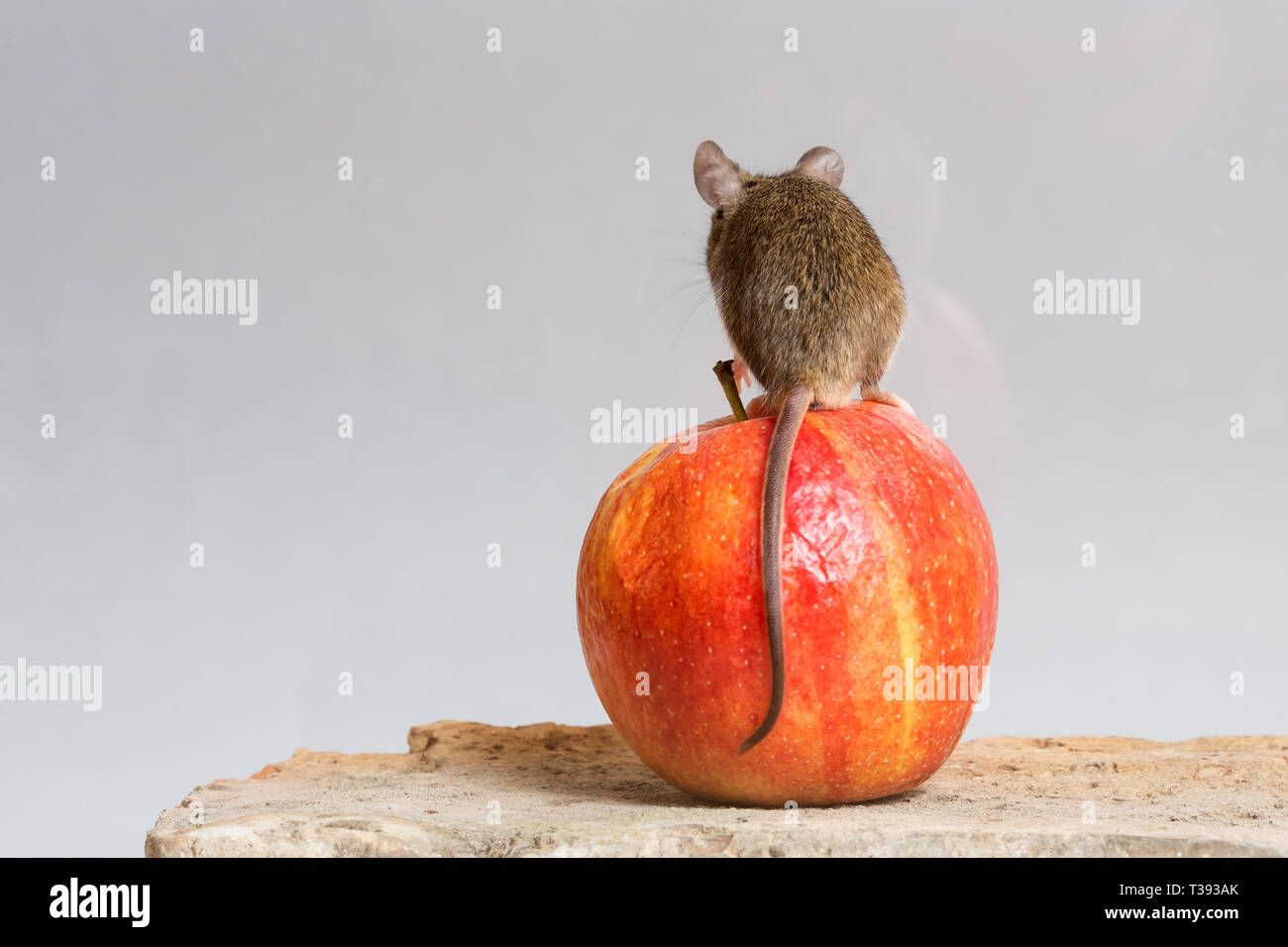 Chipmunk eating apple hi-res stock photography and images - Alamy