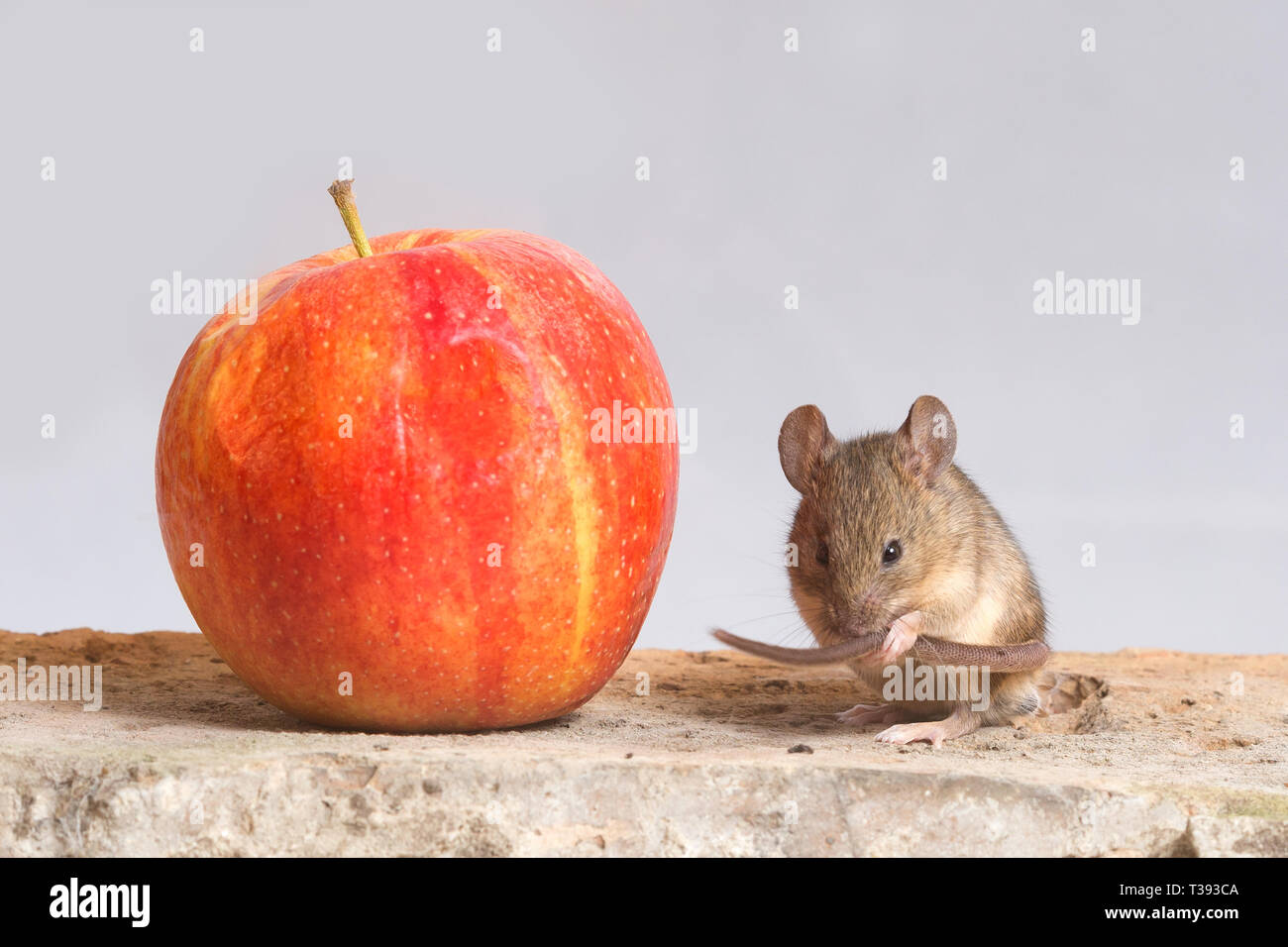 Pet and fruit hi-res stock photography and images - Alamy