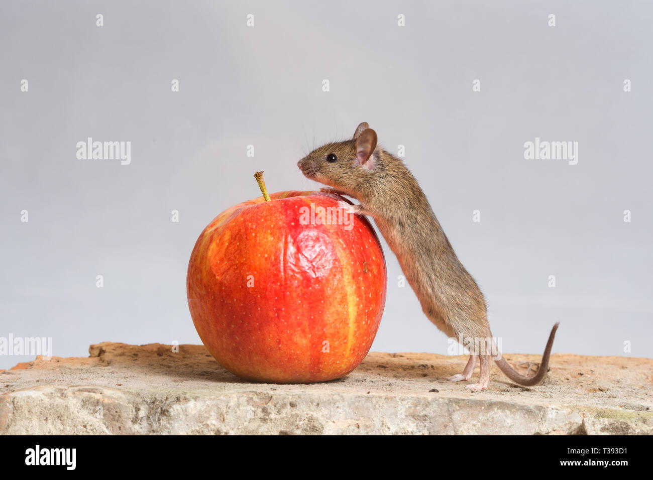 Chipmunk eating apple hi-res stock photography and images - Alamy