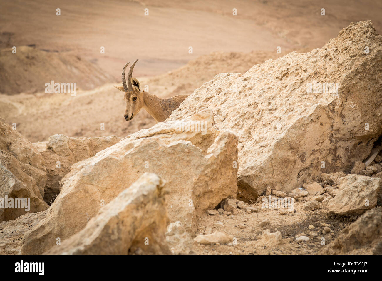 Wild ibex on the cliff at Ramon Crater at sunrise in Negev Desert in ...