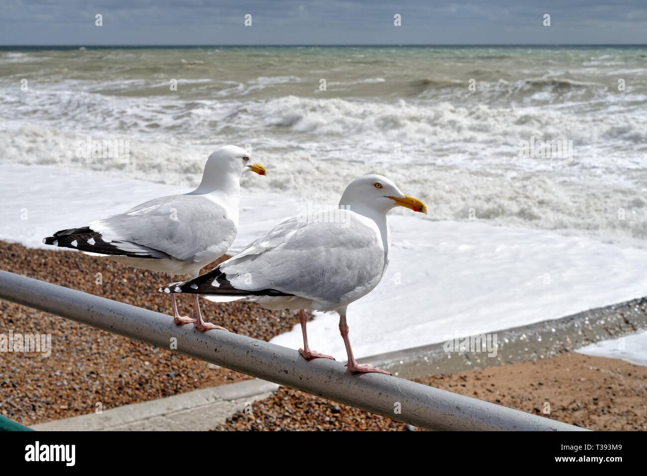 Hove seafront weather hi-res stock photography and images - Alamy