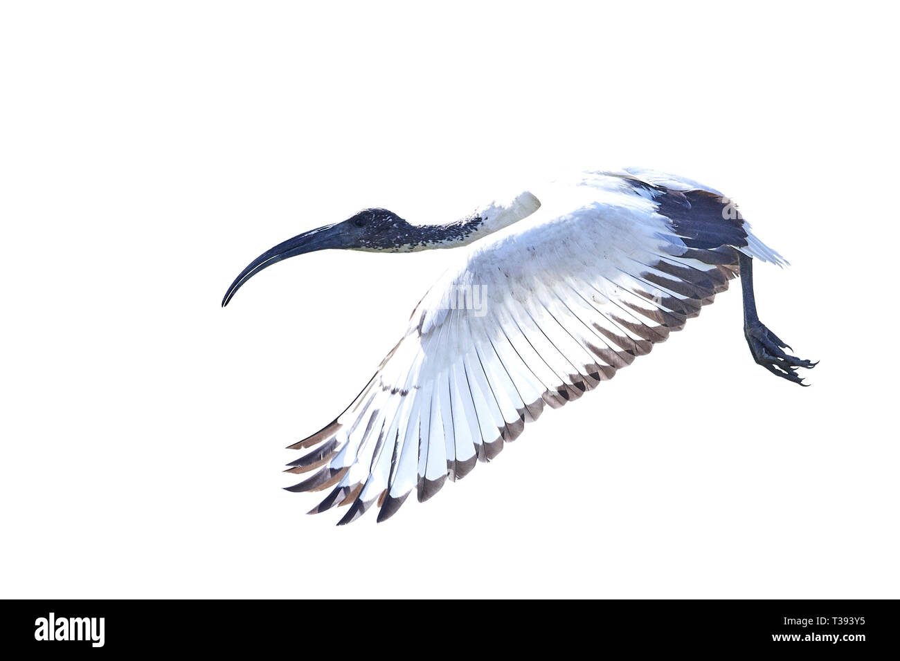 African sacred ibis in flight isolated on a white background Stock ...