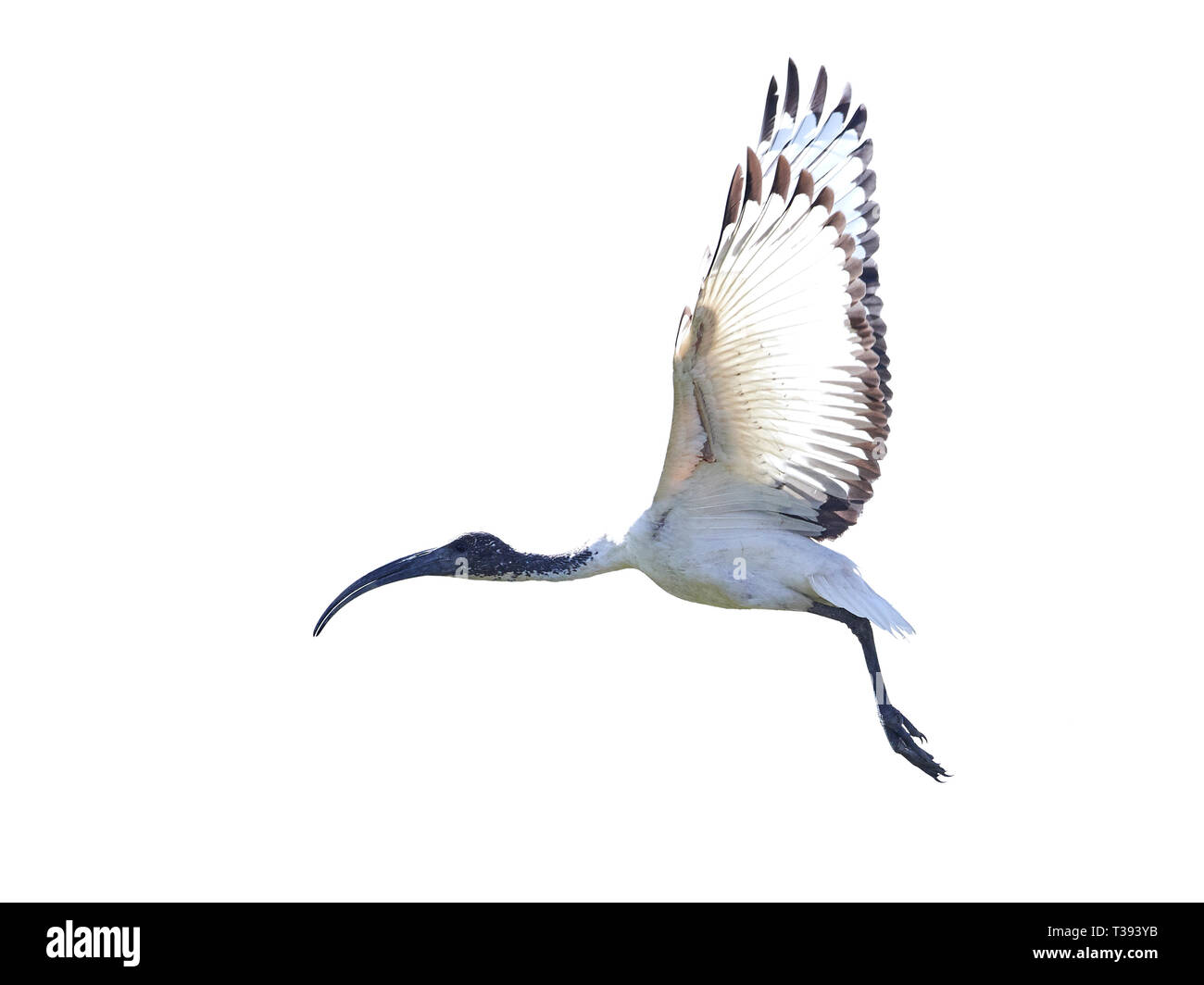 African sacred ibis in flight isolated on a white background Stock ...