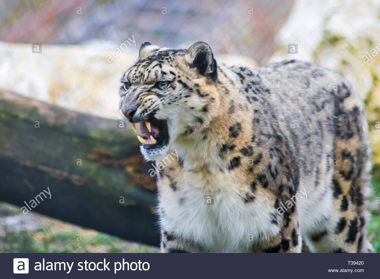 Leopard Aggressive Stock Photos & Leopard Aggressive Stock Images - Alamy Leopard Aggressive Stock Photos & Leopard Aggressive Stock Images - Alamy