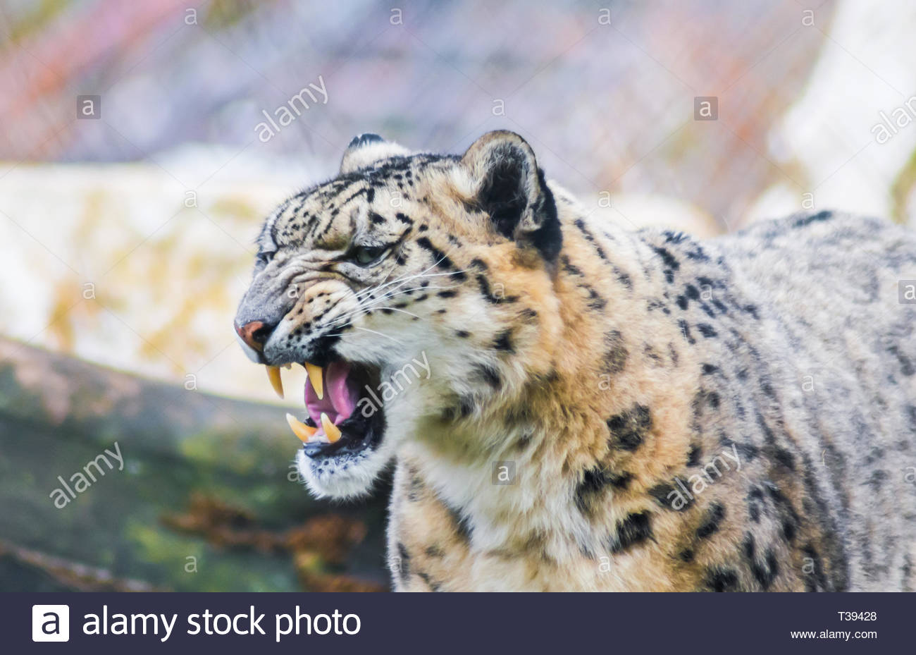 Leopard Aggressive Stock Photos & Leopard Aggressive Stock Images - Alamy
