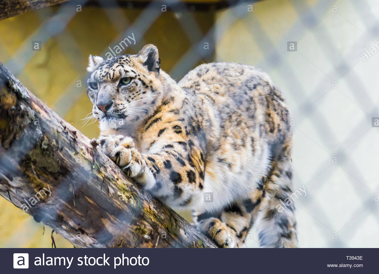 Leopard,legs Stock Photos & Leopard,legs Stock Images - Alamy