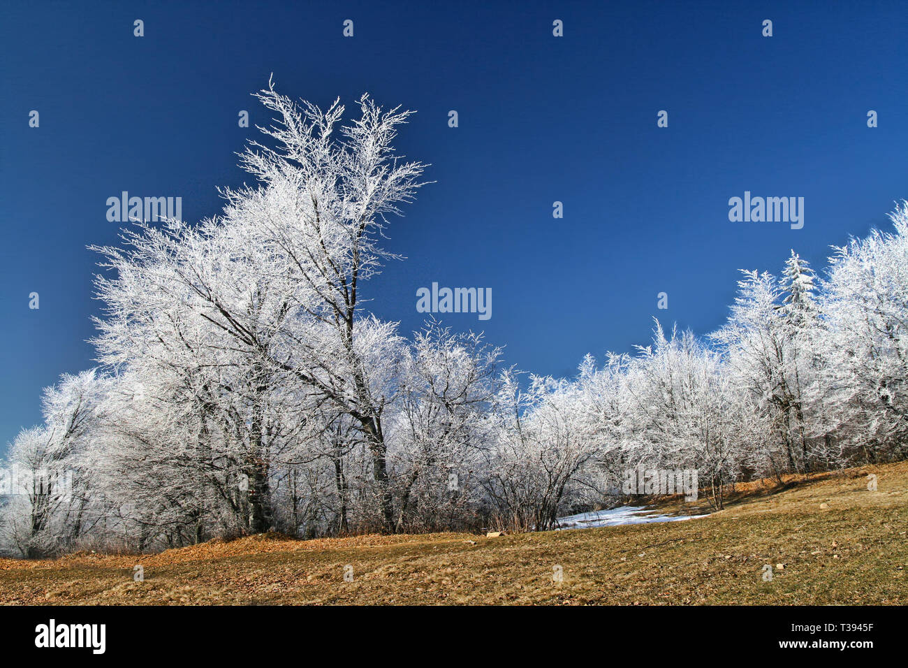 White frozen trees with the blue sky Stock Photo - Alamy
