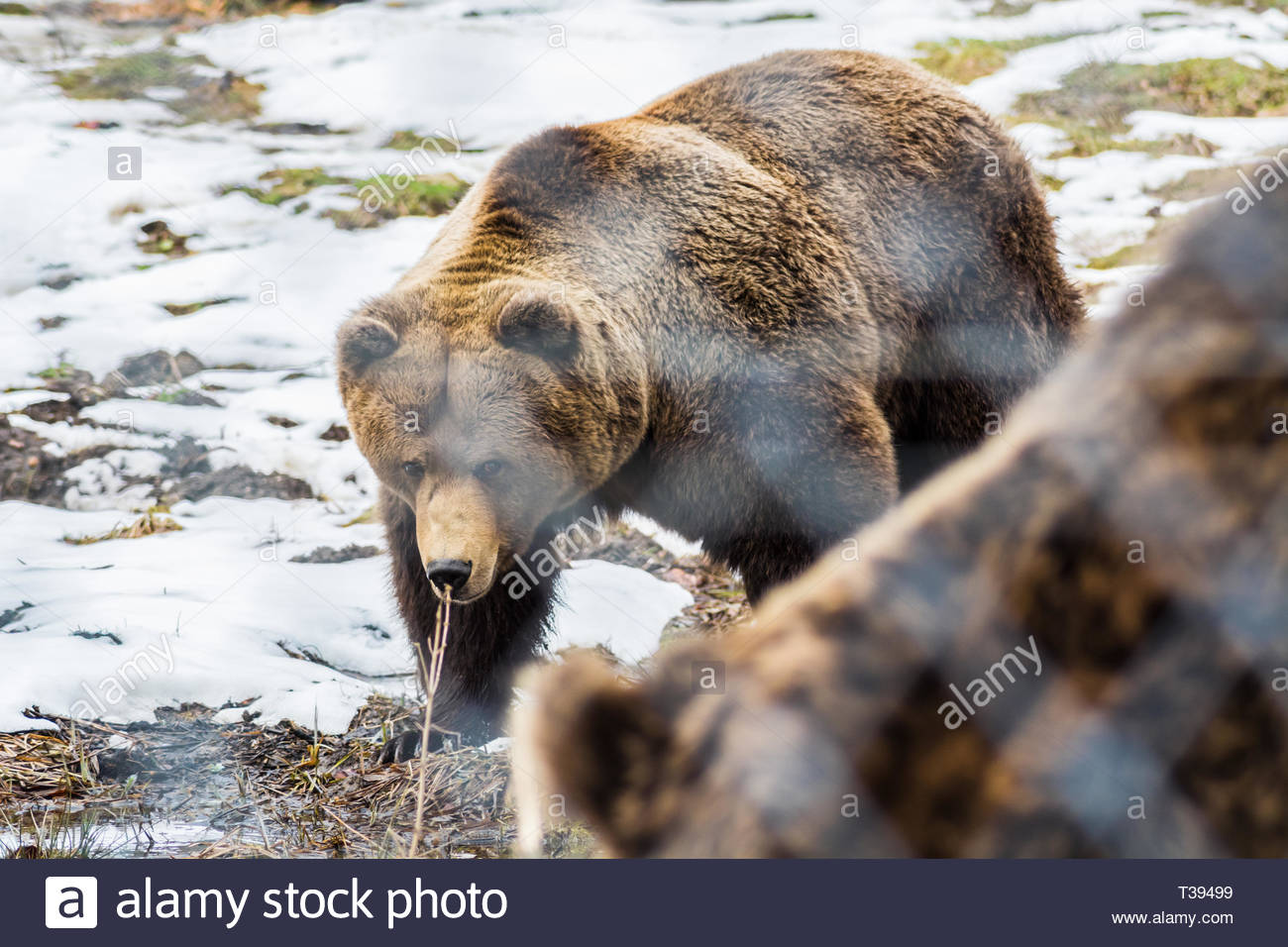 Grizzly Bear Attack Stock Photos & Grizzly Bear Attack Stock Images - Alamy
