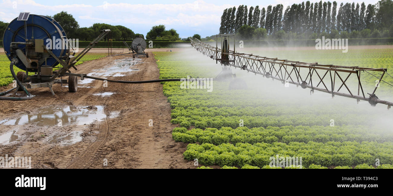 Spray irrigation of lettuce hi-res stock photography and images - Alamy