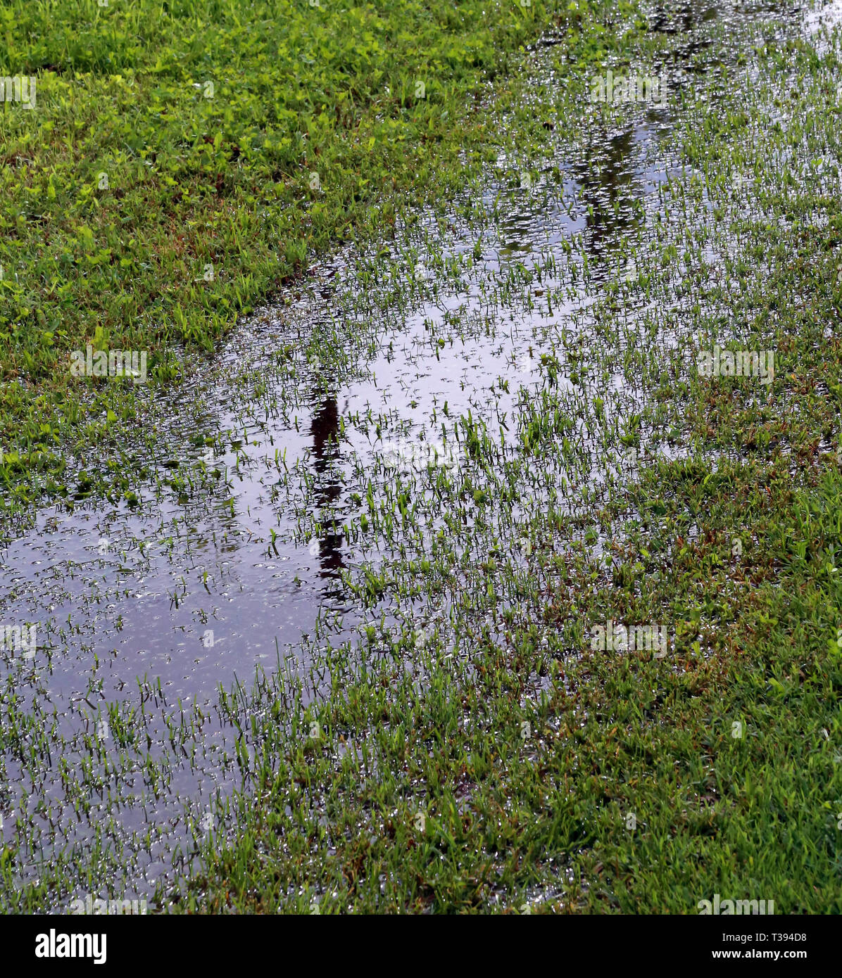 damp soil impregnated with water emerging due to the surface aquifers ...