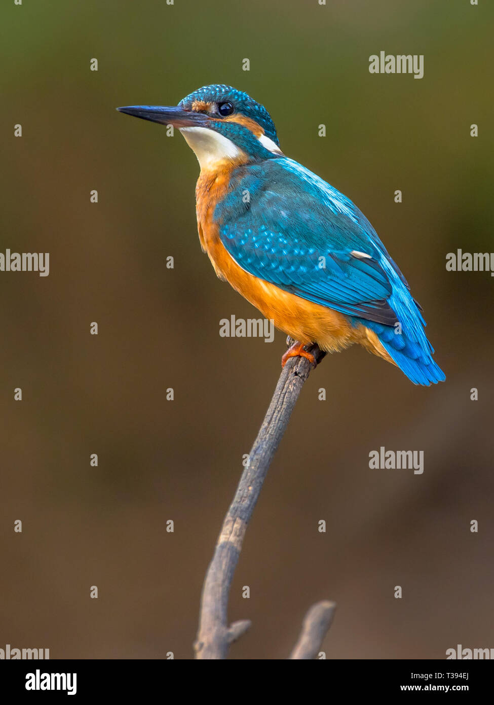 European Kingfisher (Alcedo atthis) perched on a stick above the river ...