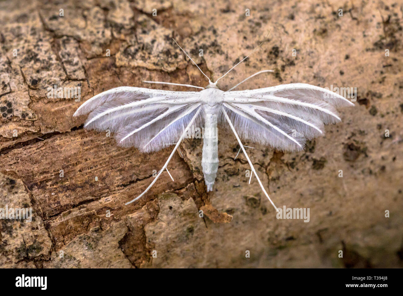 White Plume Moth