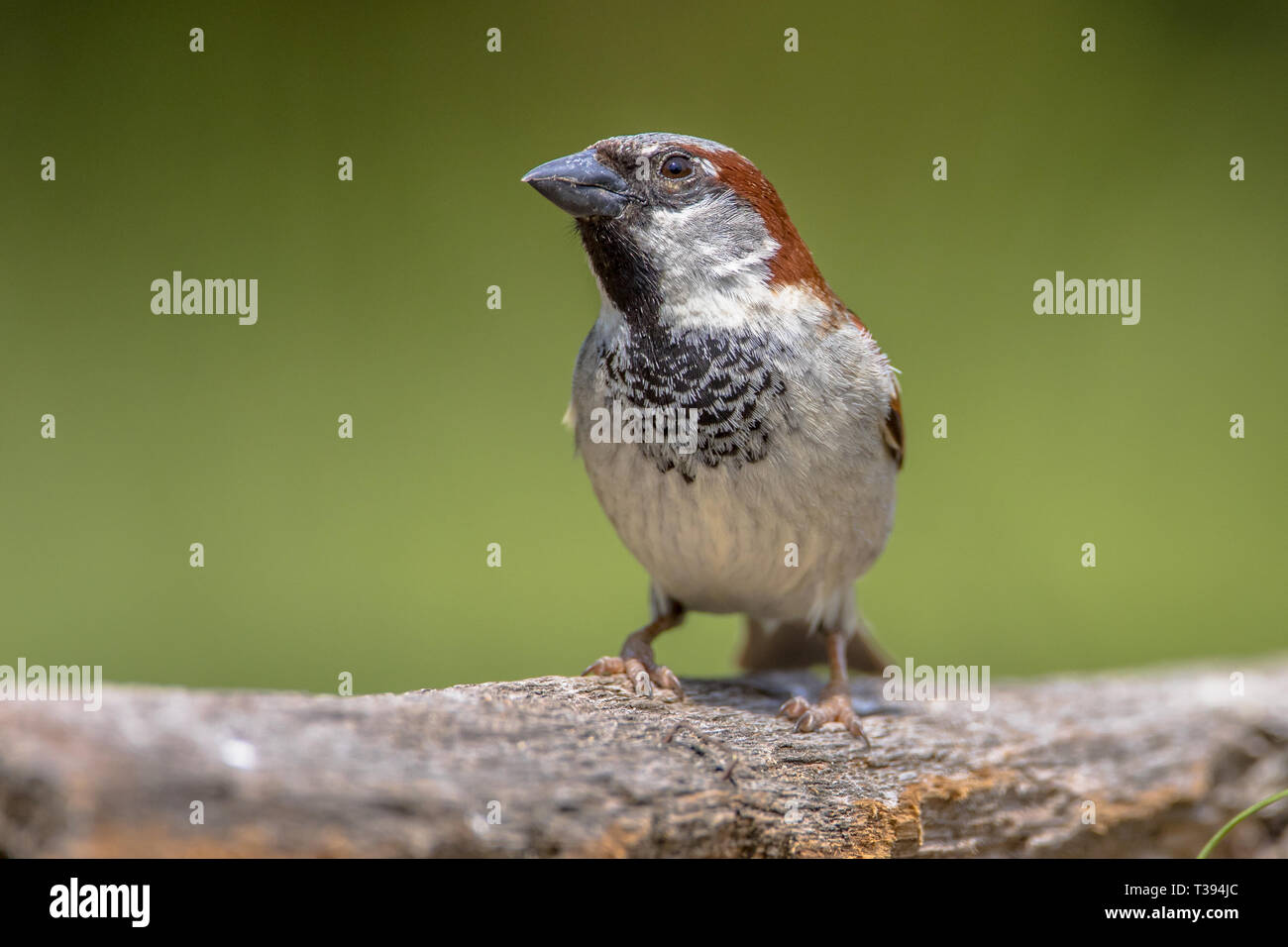 Male House Sparrow (Passer domesticus). This bird occurs in Europe and ...