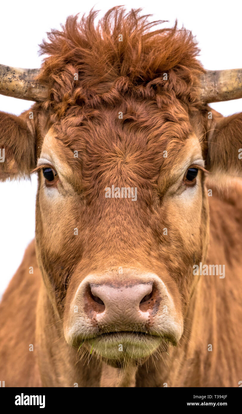 Funny cow portrait close up of young cattle with wig and horns on white ...