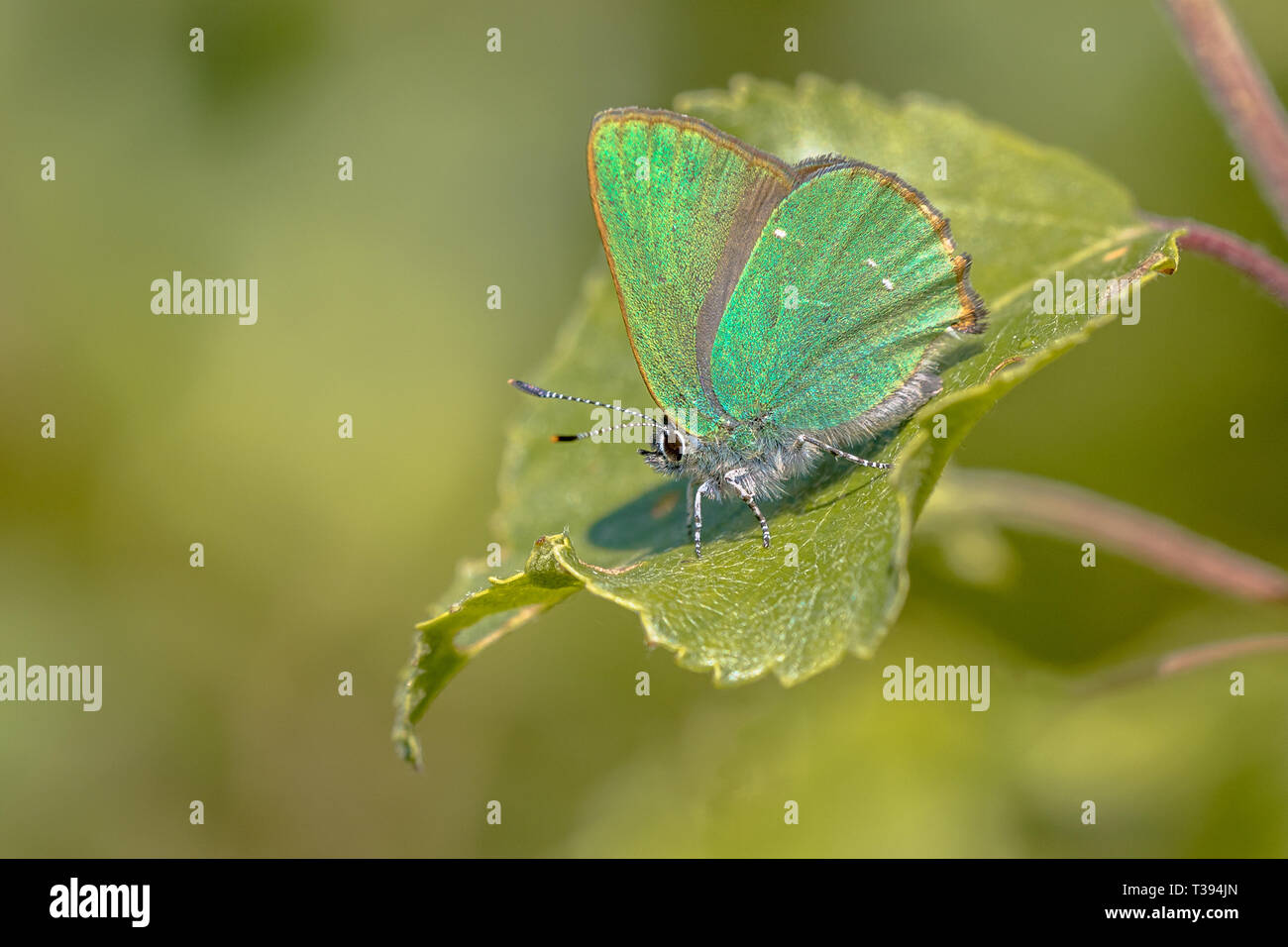 Green hairstreak (Callophrys rubi) butterfly resting on green leaf with ...