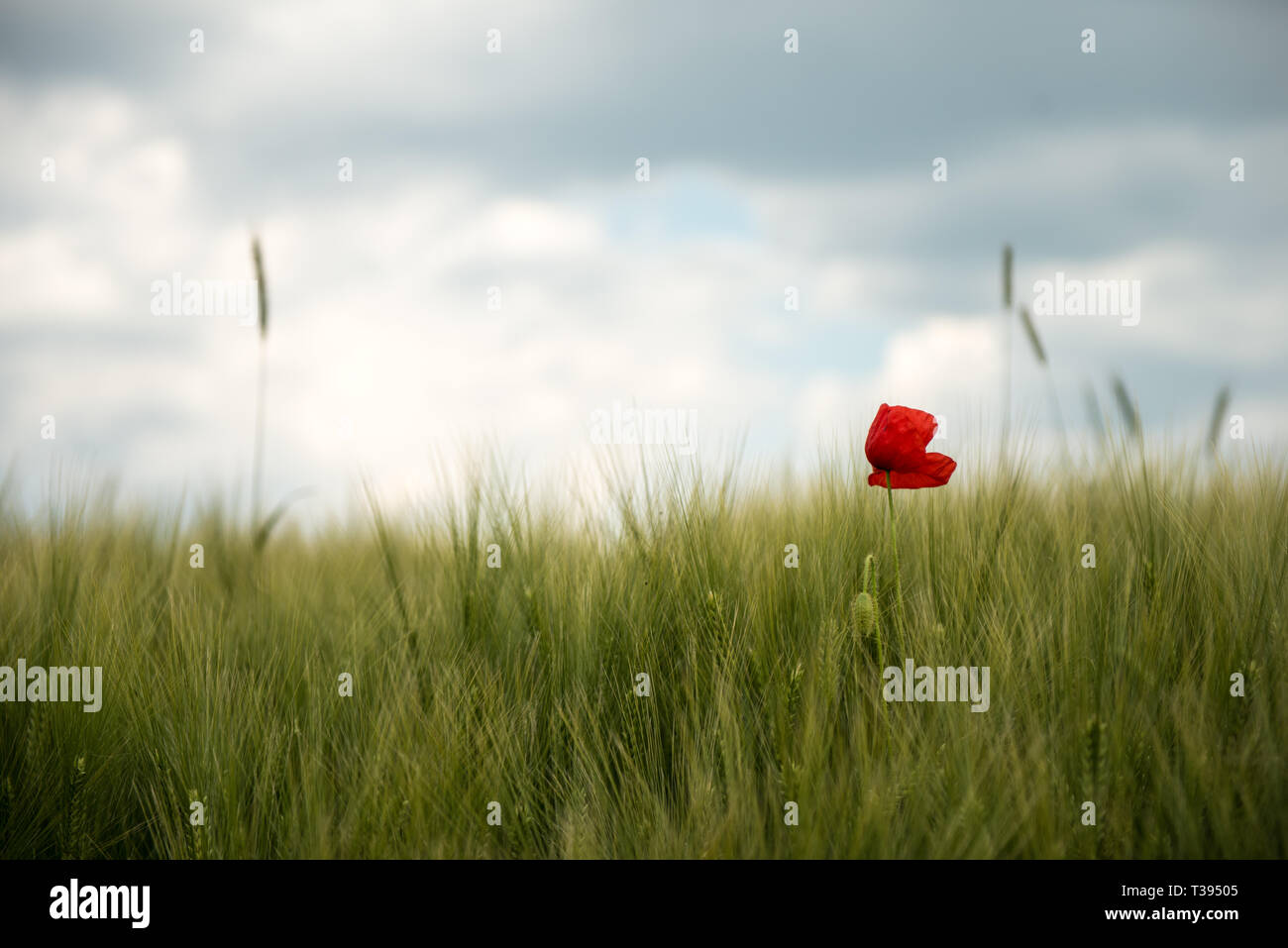 Poppy landscape hi-res stock photography and images - Alamy