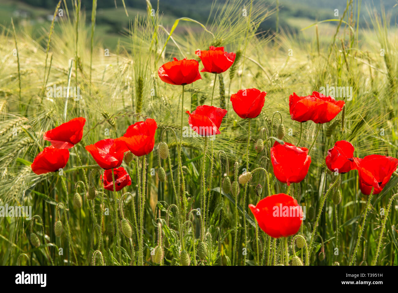 Grain poppy hi-res stock photography and images - Alamy