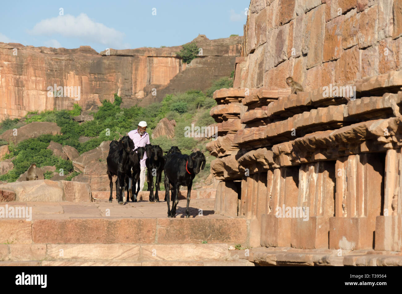 A man herding goats in Badami, Karnataka, India Stock Photo - Alamy