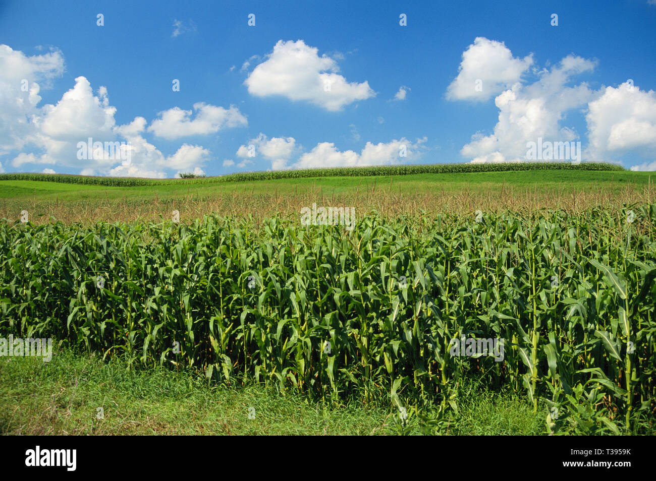Sunlit cornfield hi-res stock photography and images - Alamy