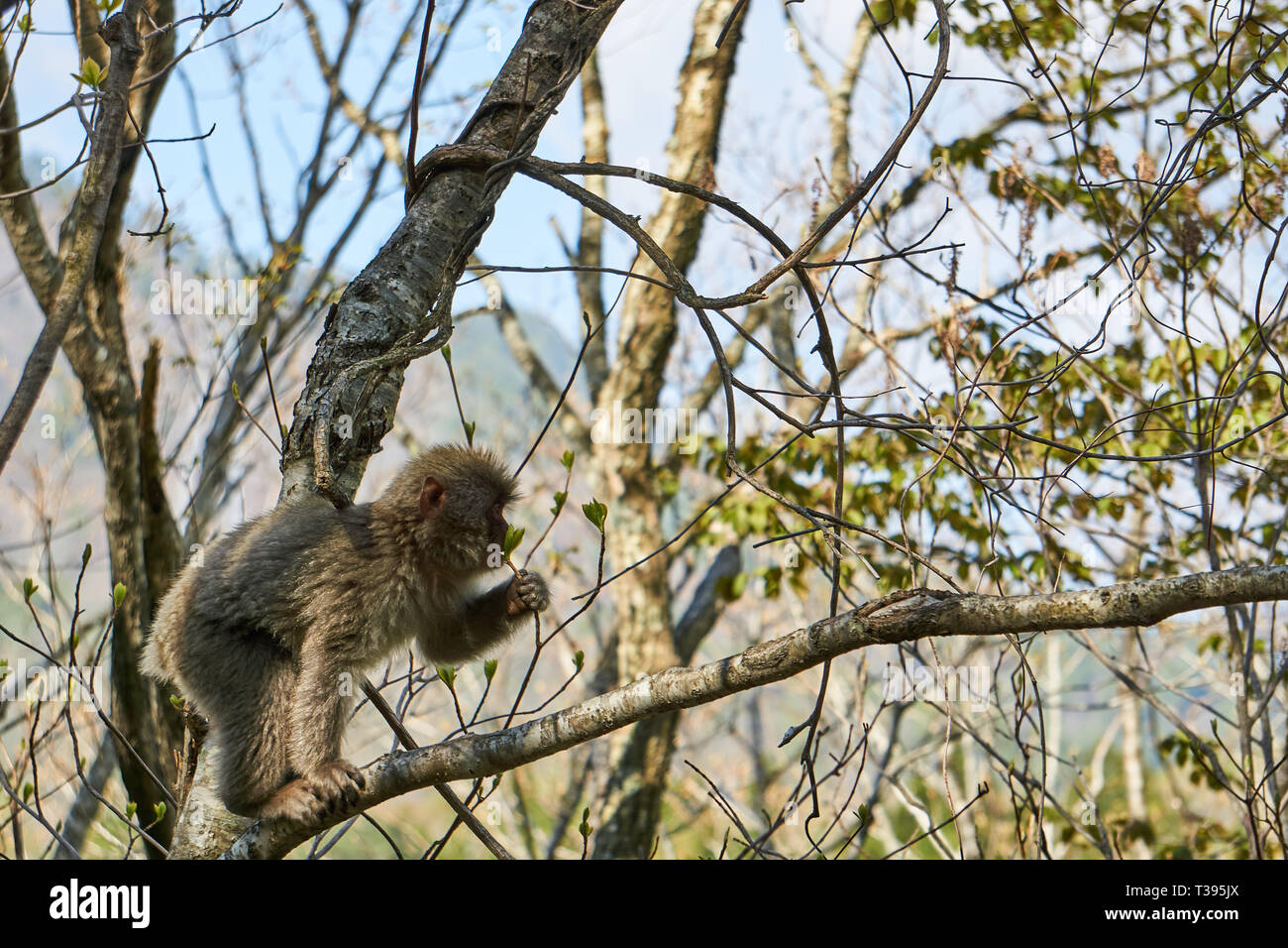 A juvenile Japanese macaque (Macaca fuscata) eats buds in a tree on a ...
